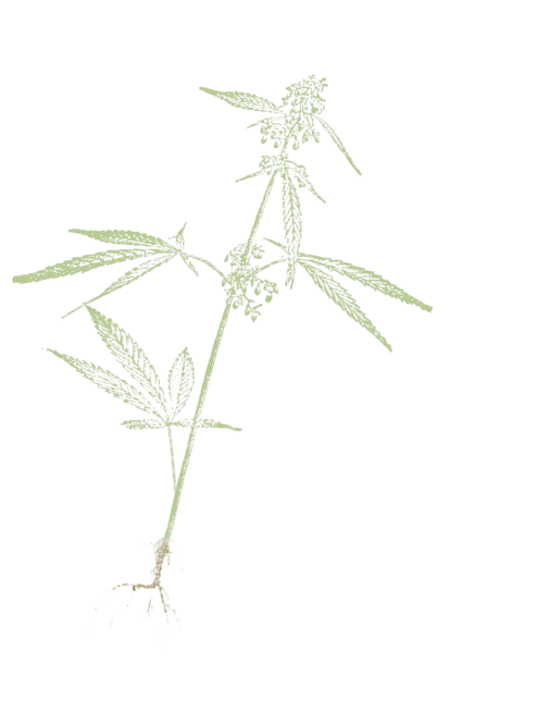 About - Humans of Hemp